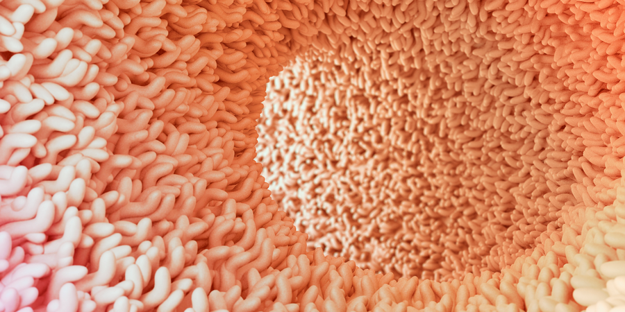 Gut Microbes Shape Our Antibodies before We're Infected by Pathogens ...