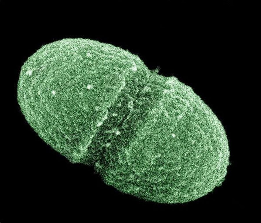 How Enterococcus faecalis Causes Antibiotic Resistant Infection ...