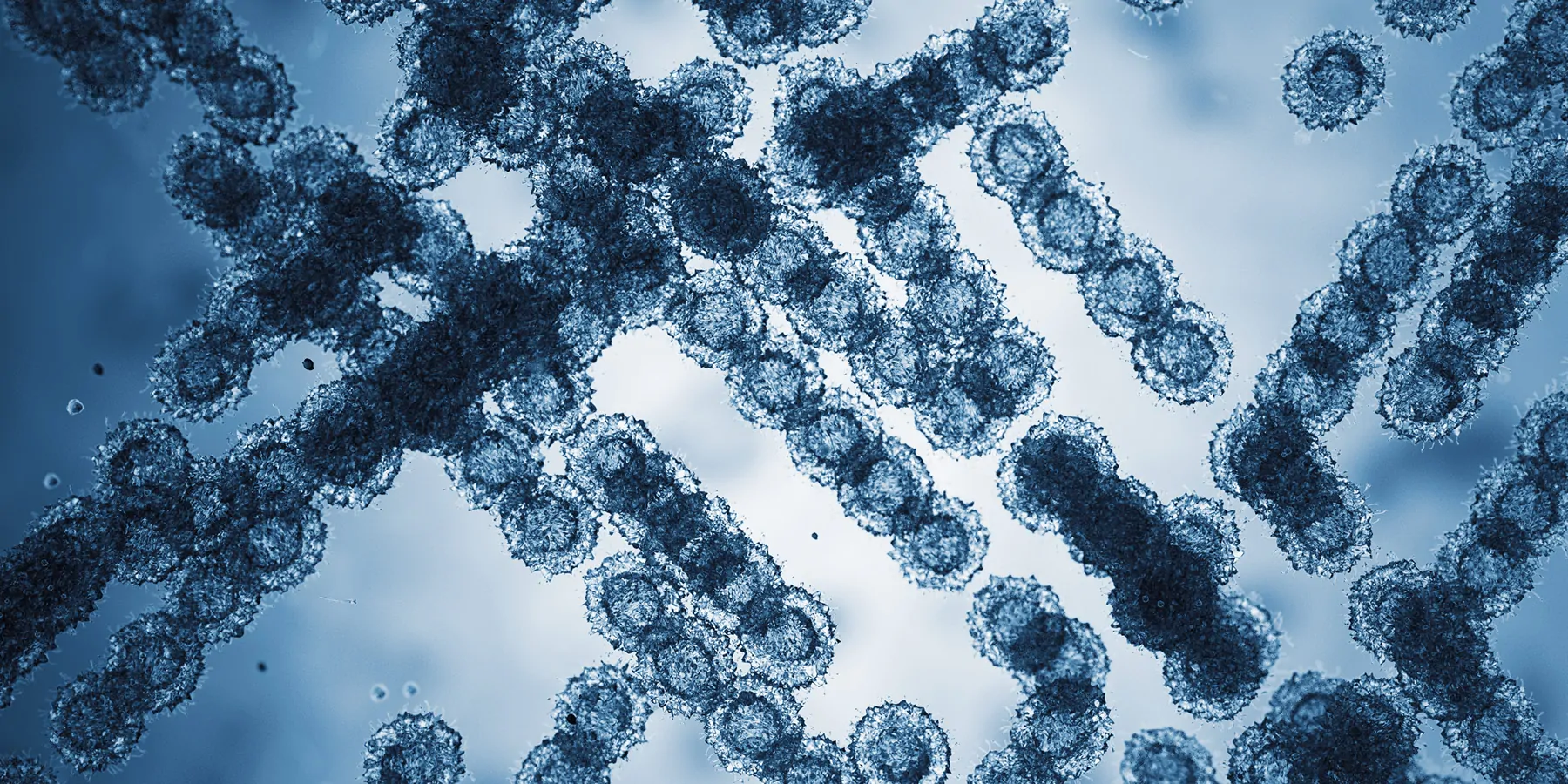 Antimicrobial-Resistant C. auris Infection Rates Continue to Rise in ...