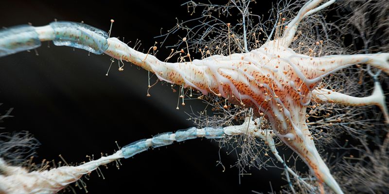 FDA Approves First Gene Therapy for Metachromatic Leukodystrophy ...